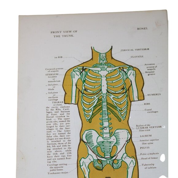 Art | 1946 Anatomical Diagram For Art Students View Side Front Trunk ...
